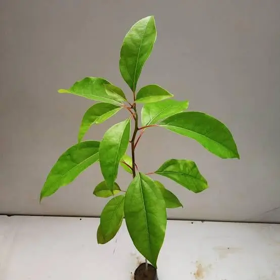 Kapur Plant | PlantsOnline